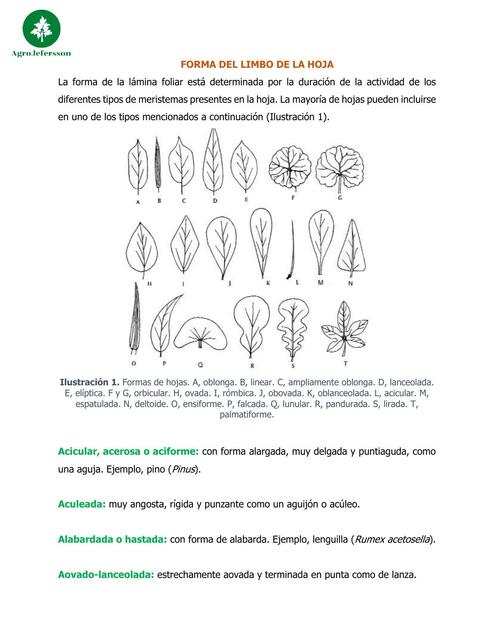 Forma Del Limbo De La Hoja | AgroJefersson | uDocz