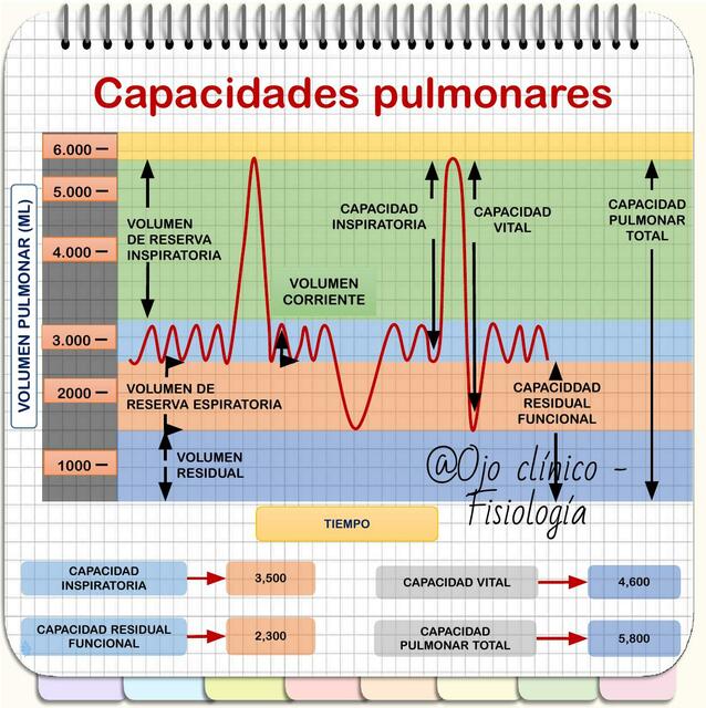 Capacidades pulmonares | FISIOLOGÍA MÉDICA | uDocz