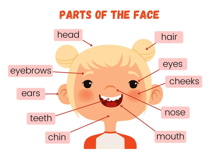 Parts of The Face | Anonymous | uDocz Parts of The Face | Anonymous | uDocz