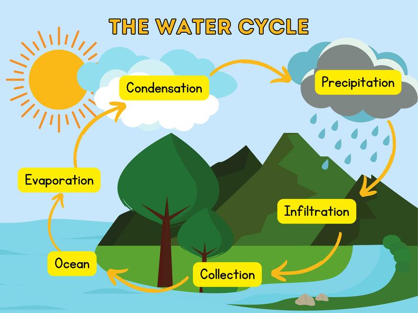 The Water Cycle | Anonymous | uDocz