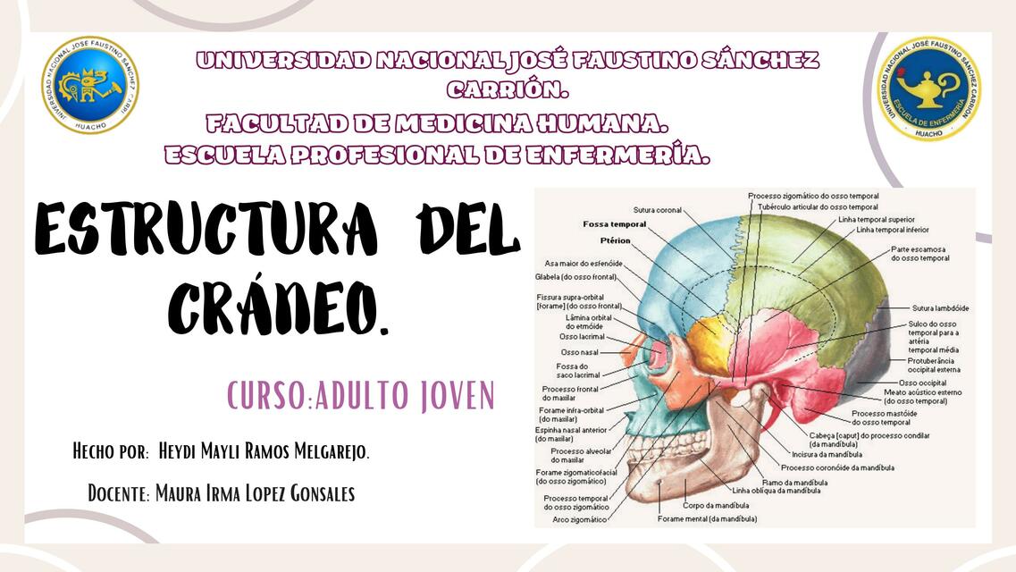 Estructura del cráneo | ENFERMERIA- ALTO EN SALUD: HMRM. | uDocz