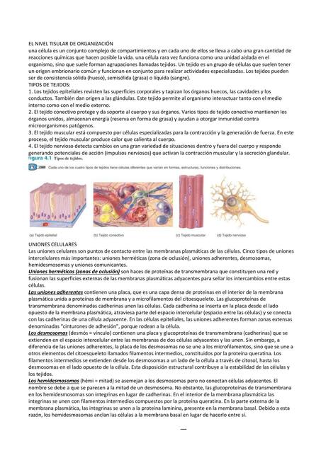Resumen capítulo 4 Principios de Anatomía y Fisiología Tortora GJ ...