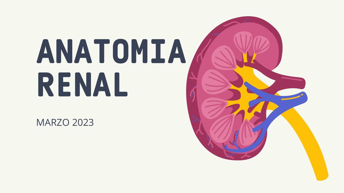 Anatomía Renal | Mady Noj | uDocz