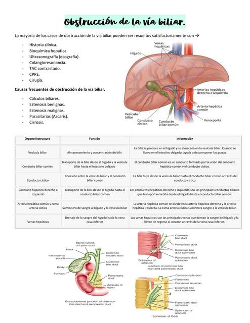 Obstrucción de la vía biliar | Ritmo medico | uDocz