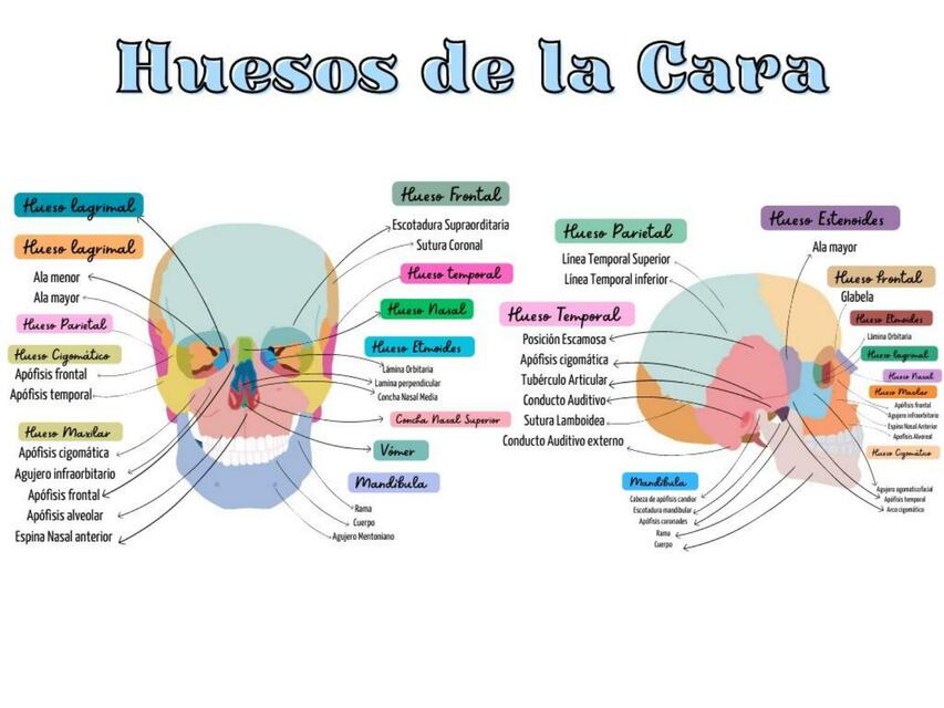 Huesos de la Cara | Anneth Garzón | uDocz