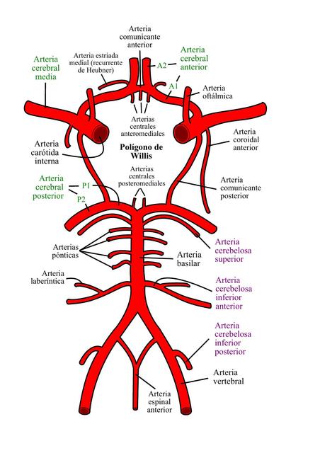 Polígono de Willis | Medical Student | uDocz