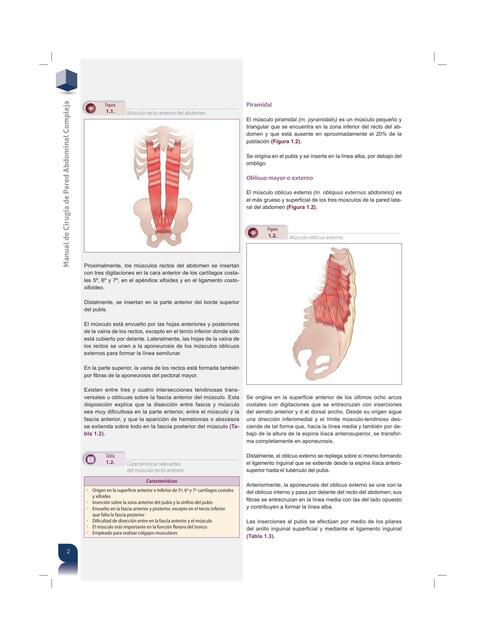 Músculo Piramidal Abdomen | apuntesmedicos1 | uDocz