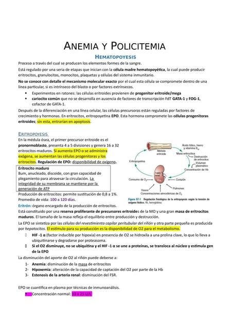 Resumen 63 Anemia y policitemia Harrison Principios de medicina interna ...