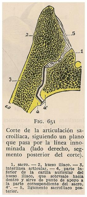 Anatomía Atlas Articulaciones Del Miembro Inferior Testut Latarjet ...