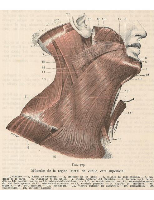 Anatomía Atlas – Músculos Del Cuello | Dr. Jonathan Héctor Silva Rosado | uDocz