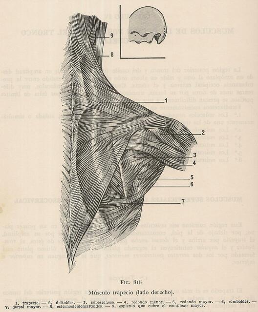 Anatomía Atlas – Músculos De La Region Posterior Del Tronco y Cuello ...