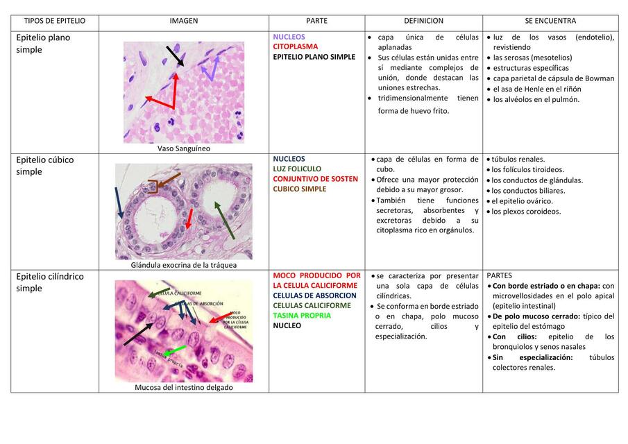 Tejido Epitelial | marianela pascual lazo | uDocz