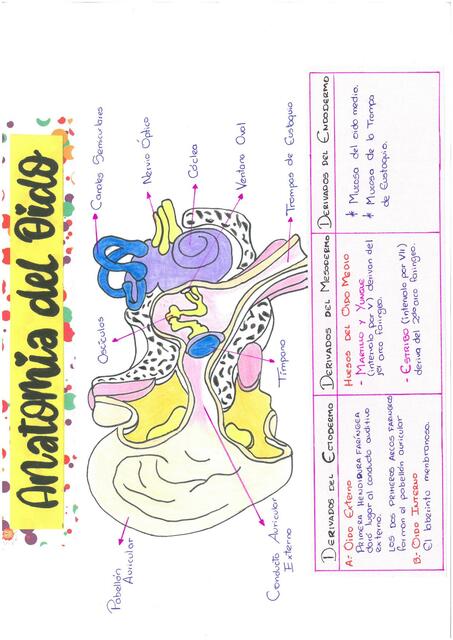ANATOMÍA | uDocz