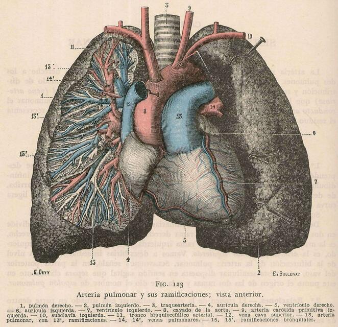 Anatomía Atlas – Arterias – Angiología - Testut Latarjet | Dr. Jonathan ...
