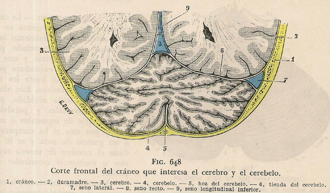 Anatomía Atlas – Cerebelo – Sistema Nervioso Central | Jonathan Héctor Silva Rosado | uDocz