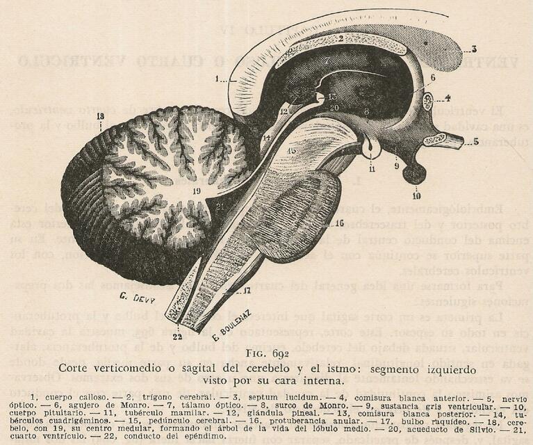 Anatomía Atlas – Ventrículo Bulbo Cerebeloso o Cuarto Ventrículo – SNC ...