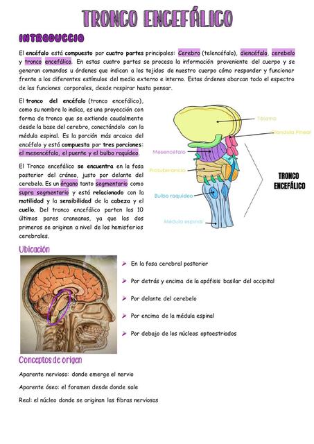 Tronco Encefálico | Cami García | uDocz