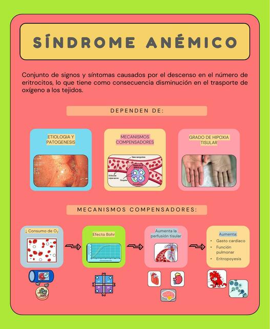 Síndrome Anémico | Javier Rios | uDocz
