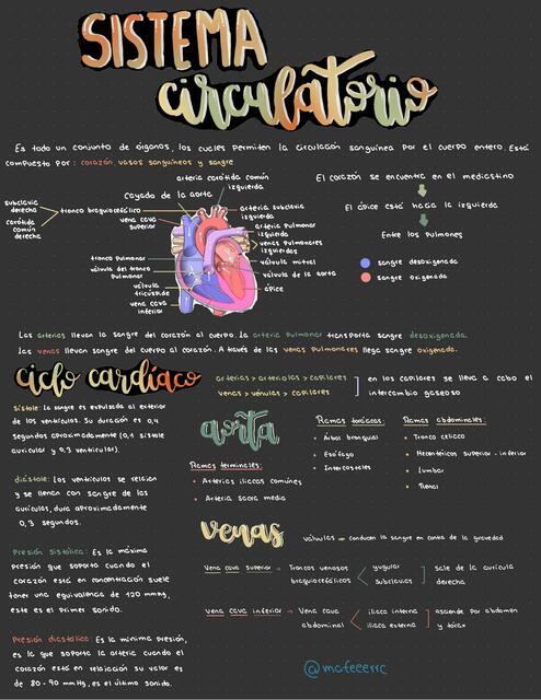 Sistema Circulatorio 🫀 | Maria Fernanda Cayo | uDocz