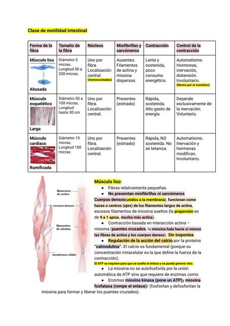 Clase de Motilidad Intestinal | PAOLA GABRIELA MUÑOZ HERNANDEZ | uDocz