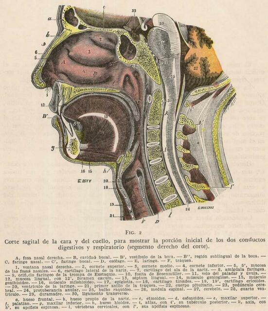 Boca Faringe Esófago Estómago Intestino Delgado Apéndice Colon ...