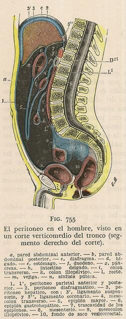 Anatomía Atlas Peritoneo Testut Lajaret | Dr. Jonathan Héctor Silva ...