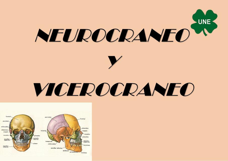 Neurocráneo | Asuntita | uDocz