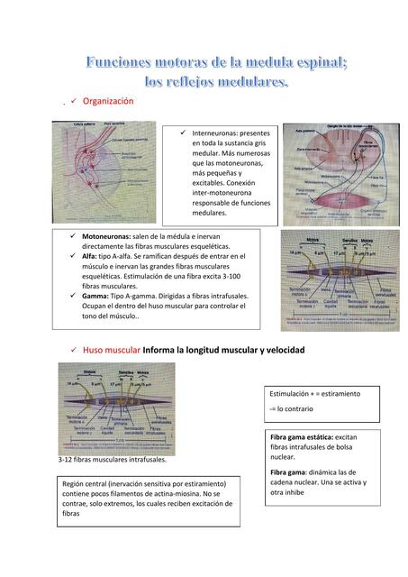 Funciones Motoras de la Médula Espinal: Los Reflejos Medulares | Jamy | uDocz