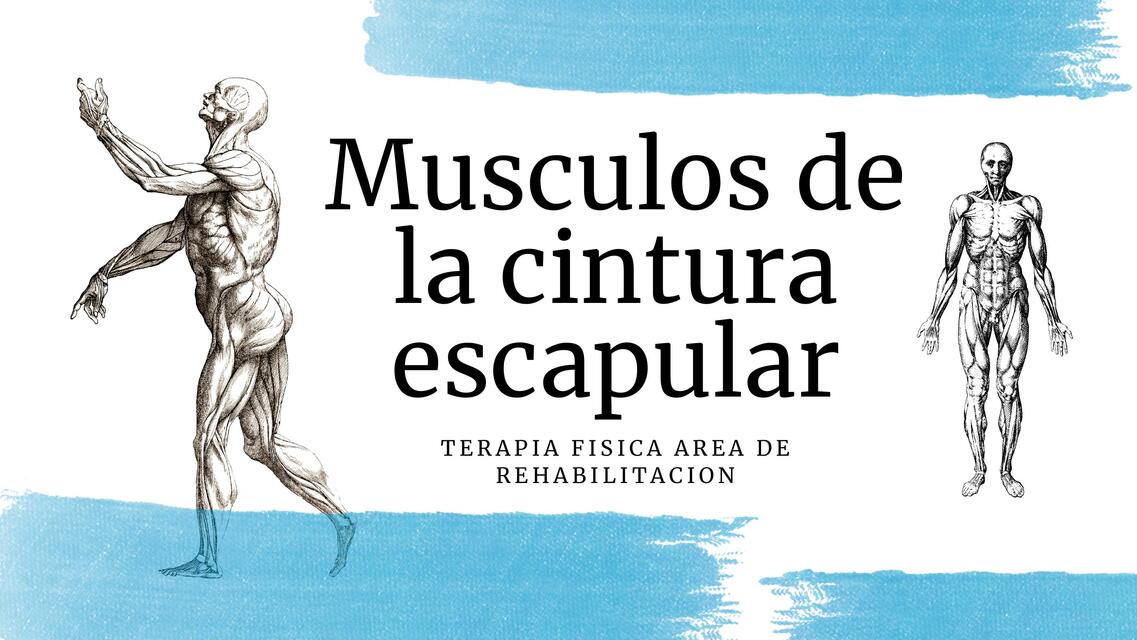 Músculos de la Cintura Escapular | Ana Esparza | uDocz