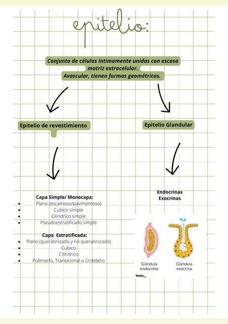 Tejido Epitelial | Arleth Garcés Contreras | uDocz