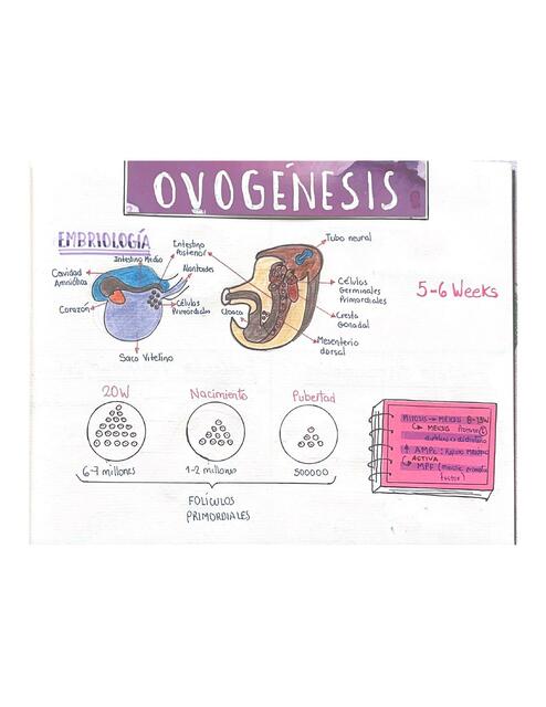 Ovogénesis | Sara Melo | uDocz