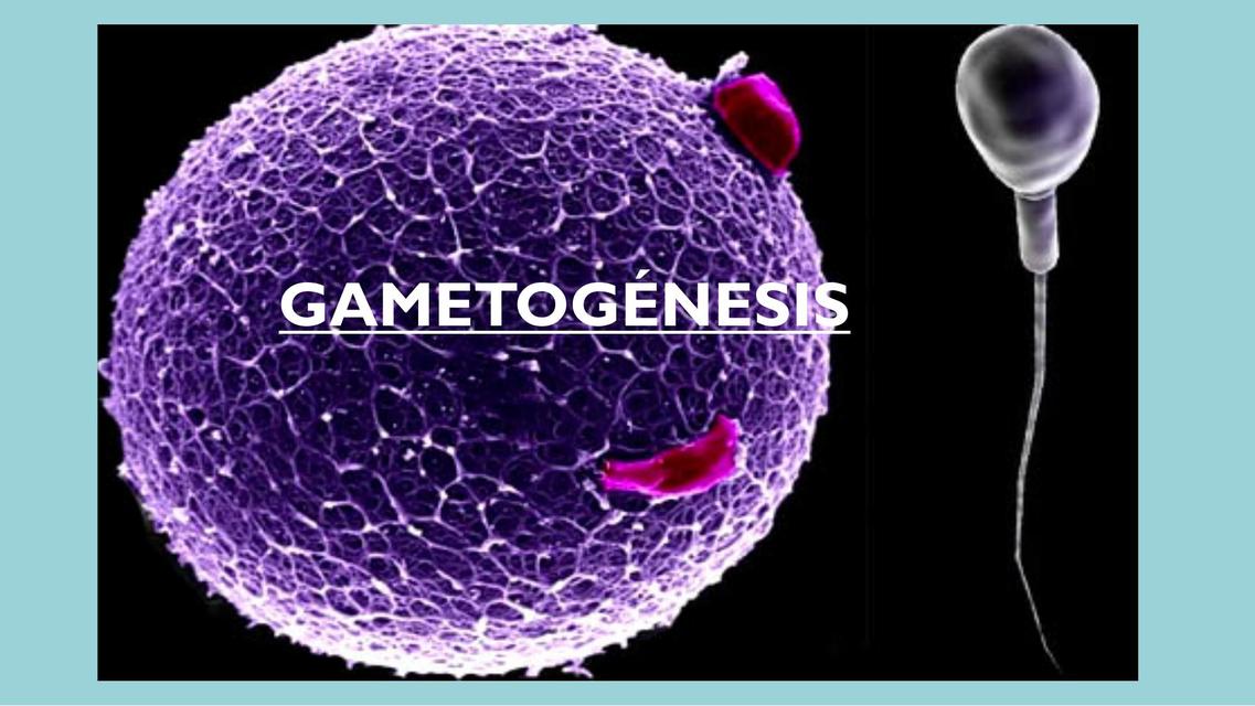 Gametogénesis | Santiago Prado Fernández | uDocz