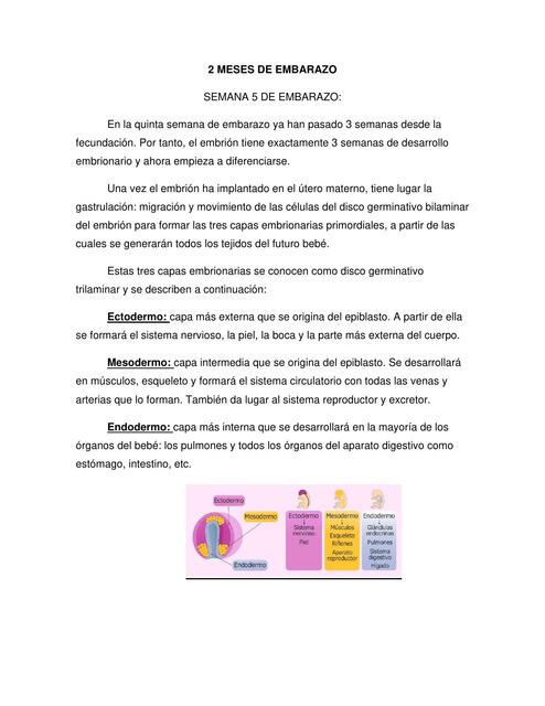 2do Mes de Gestación | Nickole Estupiñan Silva | uDocz