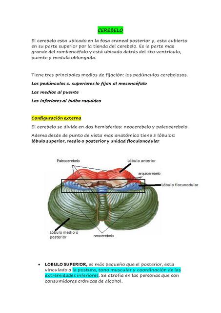 Cerebelo | Indhira Guerrero | uDocz