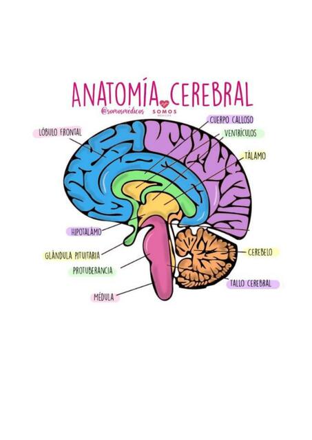 Resúmenes de Anatomía cerebral | Descarga apuntes de Anatomía cerebral