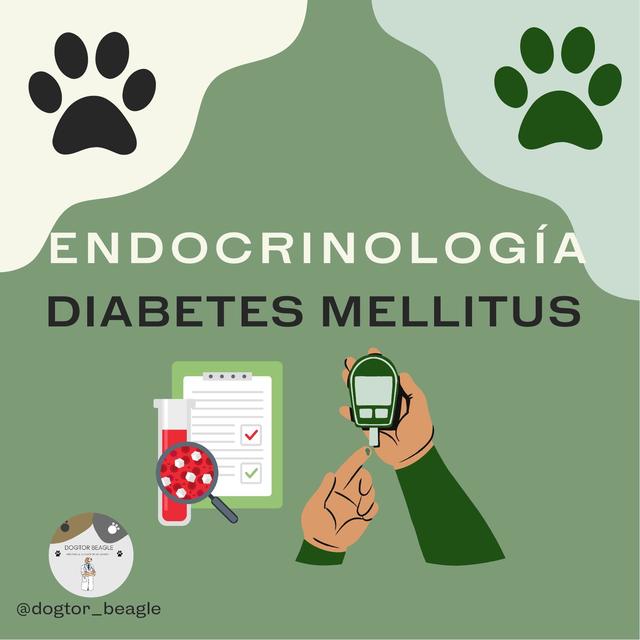 Diabetes mellitus | Dogtor Beagle | uDocz Diabetes mellitus | Dogtor Beagle | uDocz
