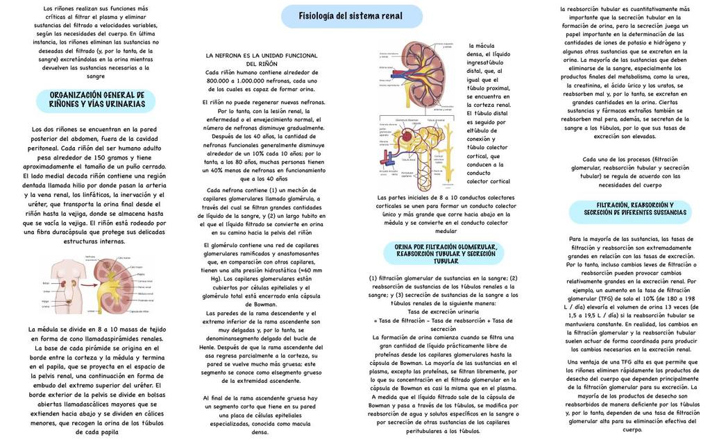 Fisiología del Sistema Renal | Ariana Ho | uDocz