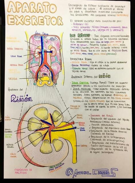 Aparato Excretor | Yon soo | uDocz
