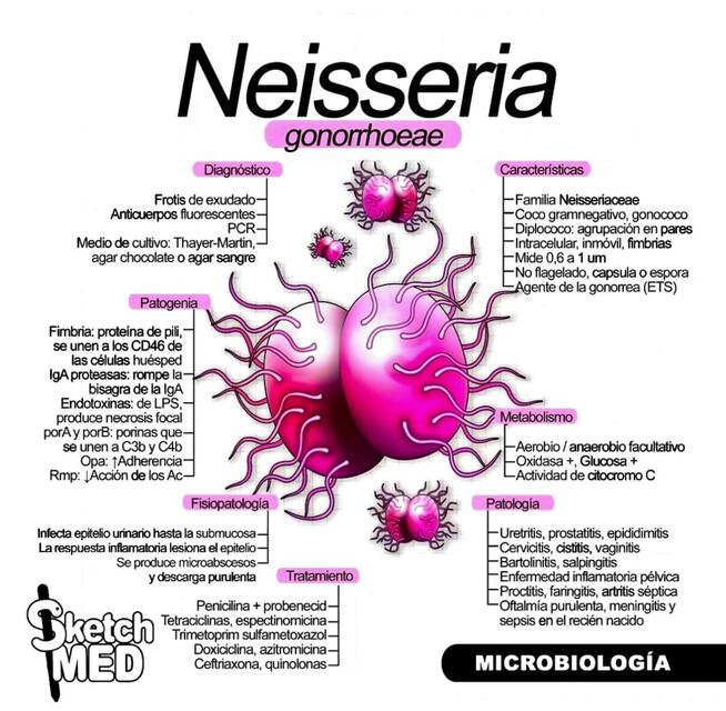 Neisseria Gonorrhoeae | Yon soo | uDocz