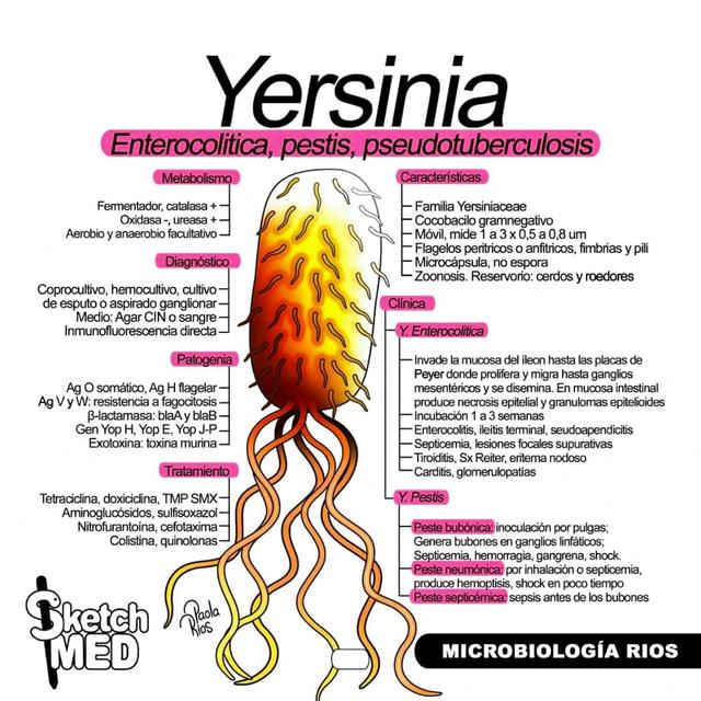Yersinia | Yon soo | uDocz