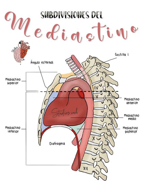 Subdivisiones del Mediastino | Nirvana. | uDocz