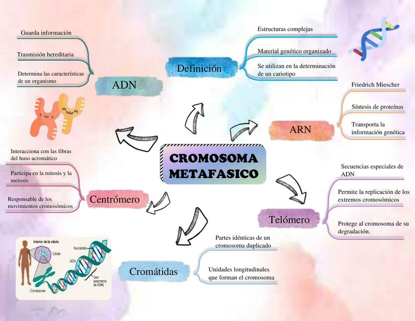 Cromosoma Metafásico | Nancy | uDocz