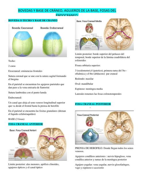 Bóvedas y base de cráneo, agujeros, y fosas del endocraneo ...
