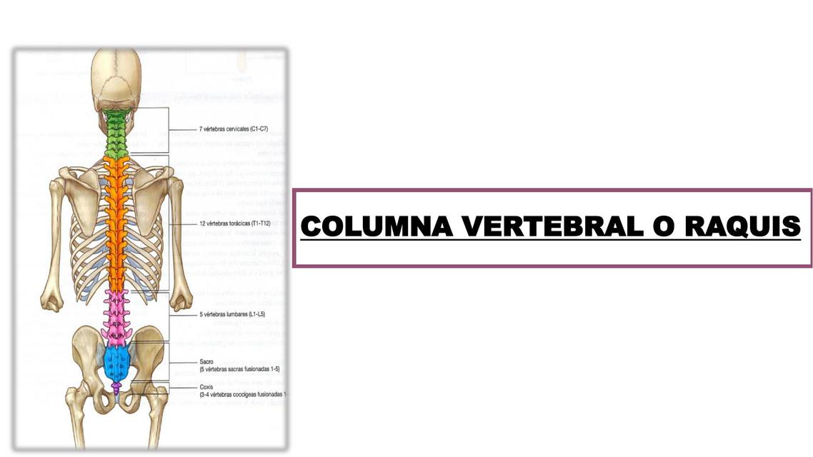 Columna vertebral o raquis | GMVALE | uDocz