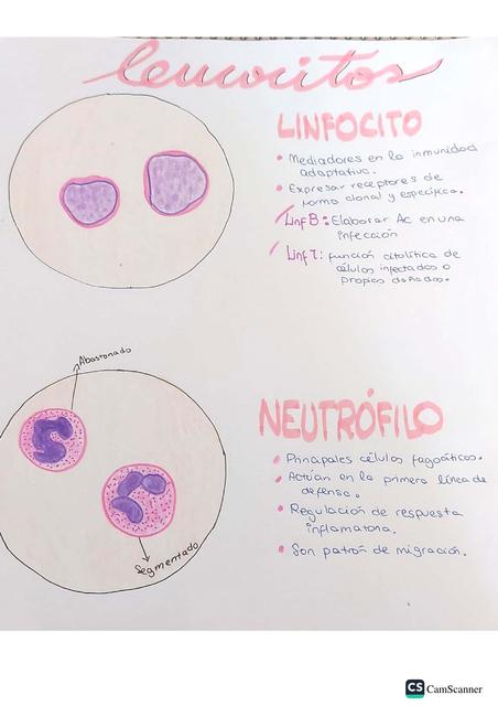 Leucocitos | Ana Cristina Chavez Melgarejo | uDocz