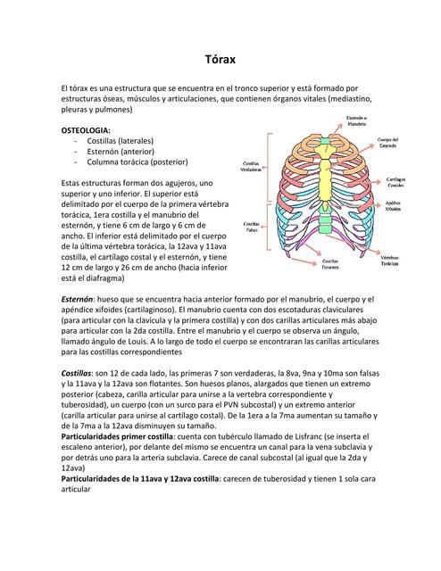 Anatomía del Tórax | Trini Gomis | uDocz