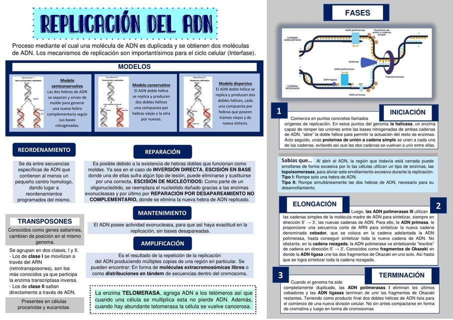 Replicación del ADN | GERALDINE RUIZ | uDocz