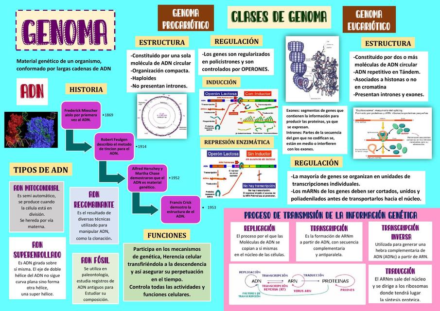 Genoma humano | uDocz