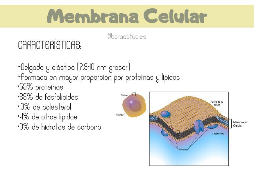 Membrana Celular | boraastudies | uDocz
