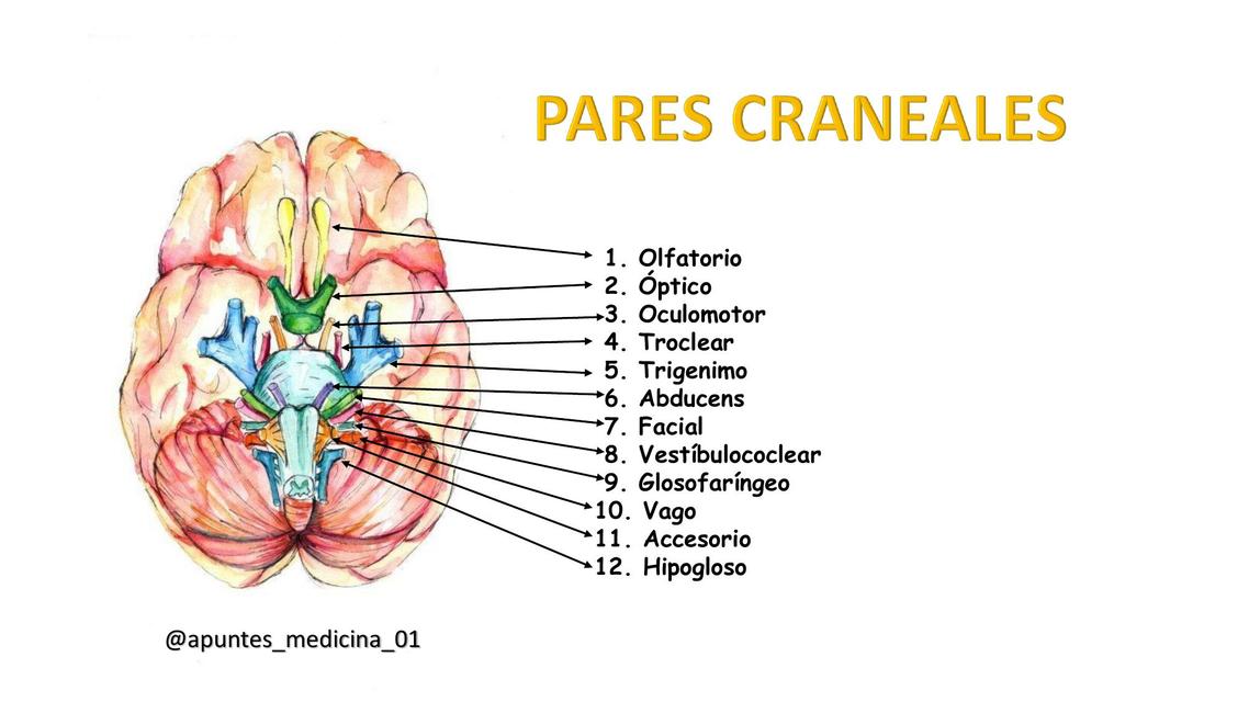Examen de pares craneales | alejandra fernandez mercado | uDocz